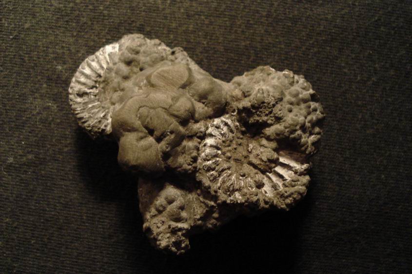 Dromeus Collection - Member Collections - The Fossil Forum