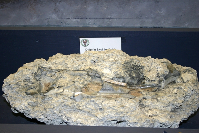 Rare Fossils From Lee Creek - General Fossil Discussion - The Fossil Forum
