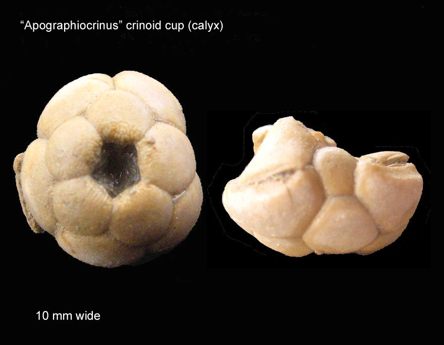 Mystery Crinoid - Fossil ID - The Fossil Forum
