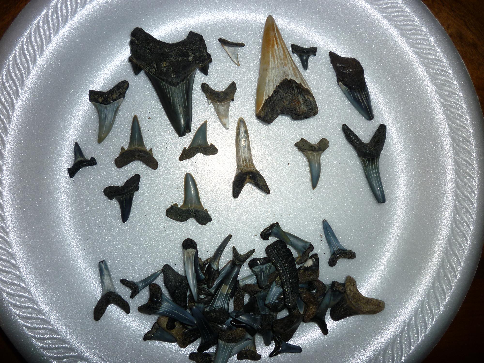 The Fossil Dog - Fossil Hunting Trips - The Fossil Forum