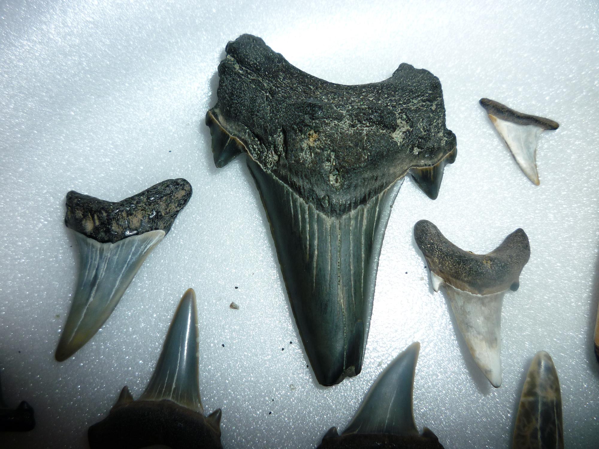 The Fossil Dog - Fossil Hunting Trips - The Fossil Forum
