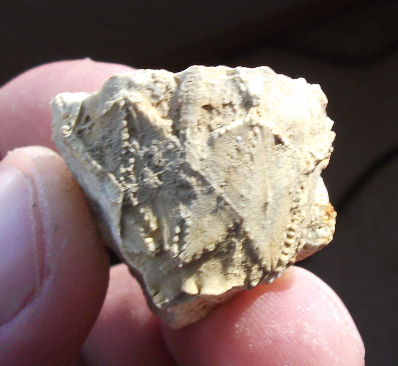 Incomplete Crinoid Cup? - Fossil ID - The Fossil Forum
