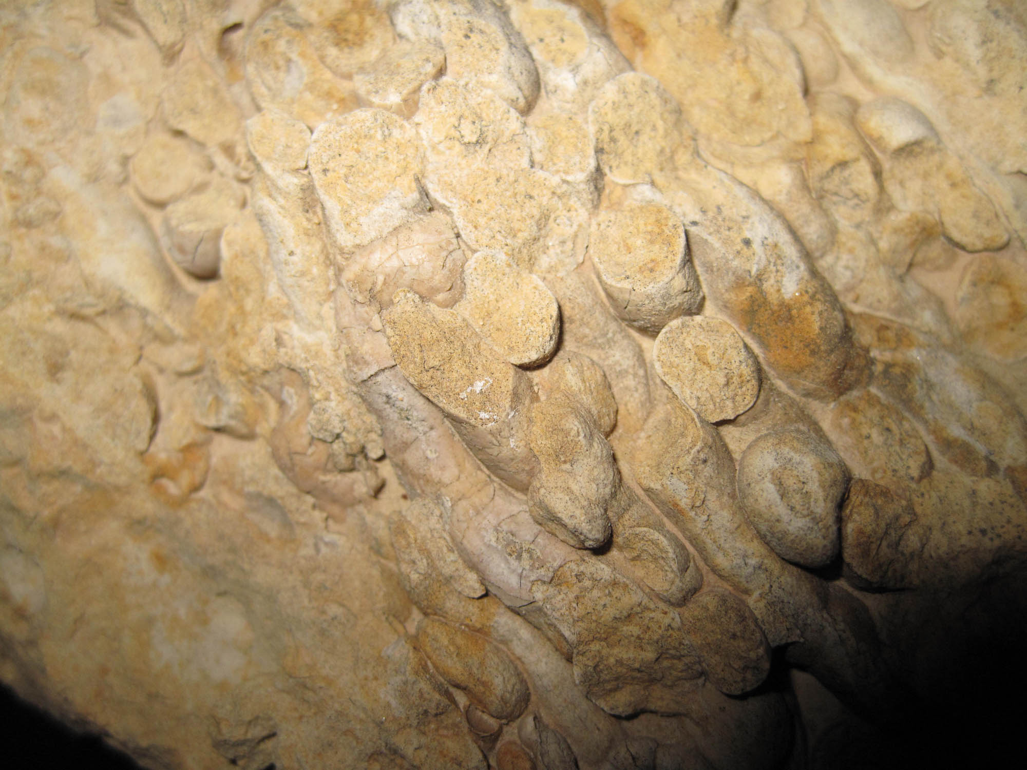 Coral? Root System? - Fossil ID - The Fossil Forum