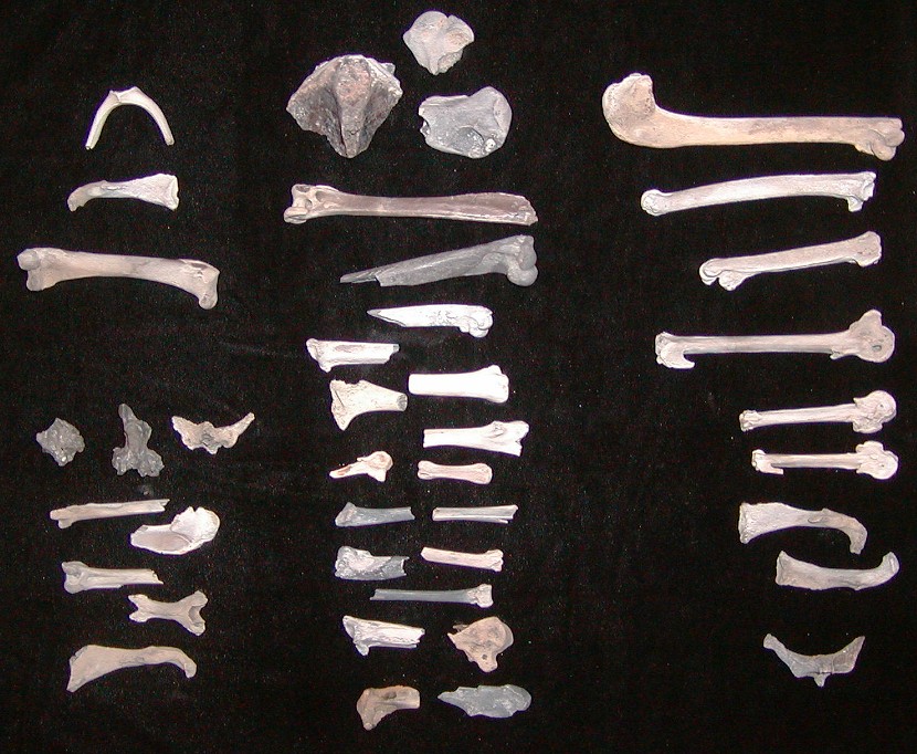 Bird Bones From Calvert Cliffs Formation - General Fossil Discussion ...