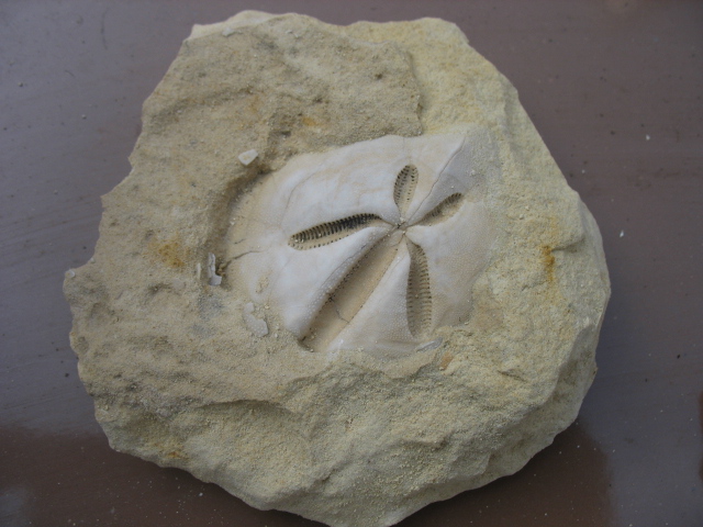 Fossils Trip To Malta - Fossil Hunting Trips - The Fossil Forum