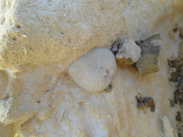Fossils Trip To Malta - Fossil Hunting Trips - The Fossil Forum