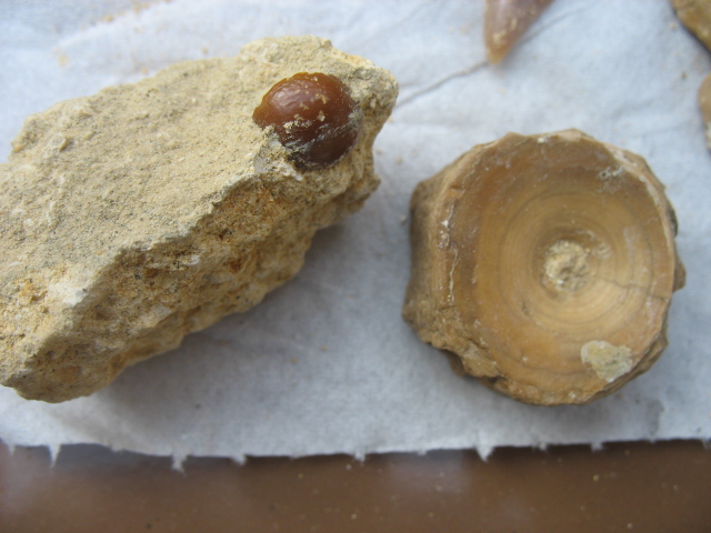 Fossils Trip To Malta - Fossil Hunting Trips - The Fossil Forum
