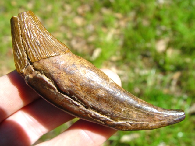 Rare Archaeocete Whale "canine" - Member Collections - The Fossil Forum