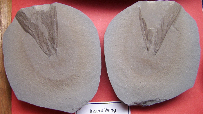 Insect Wing - General Fossil Discussion - The Fossil Forum