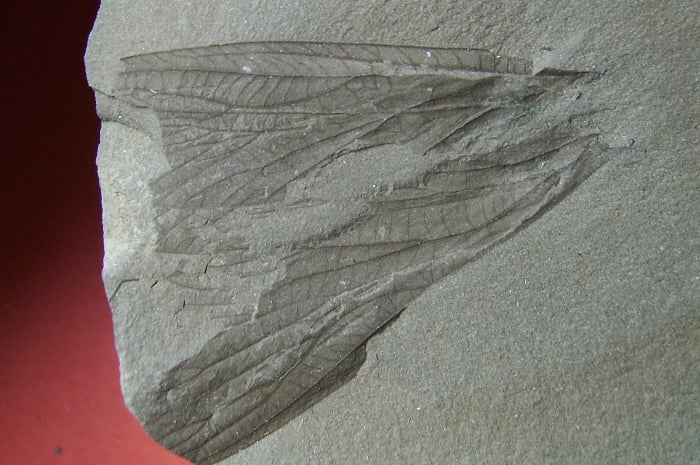 Insect Wing - General Fossil Discussion - The Fossil Forum