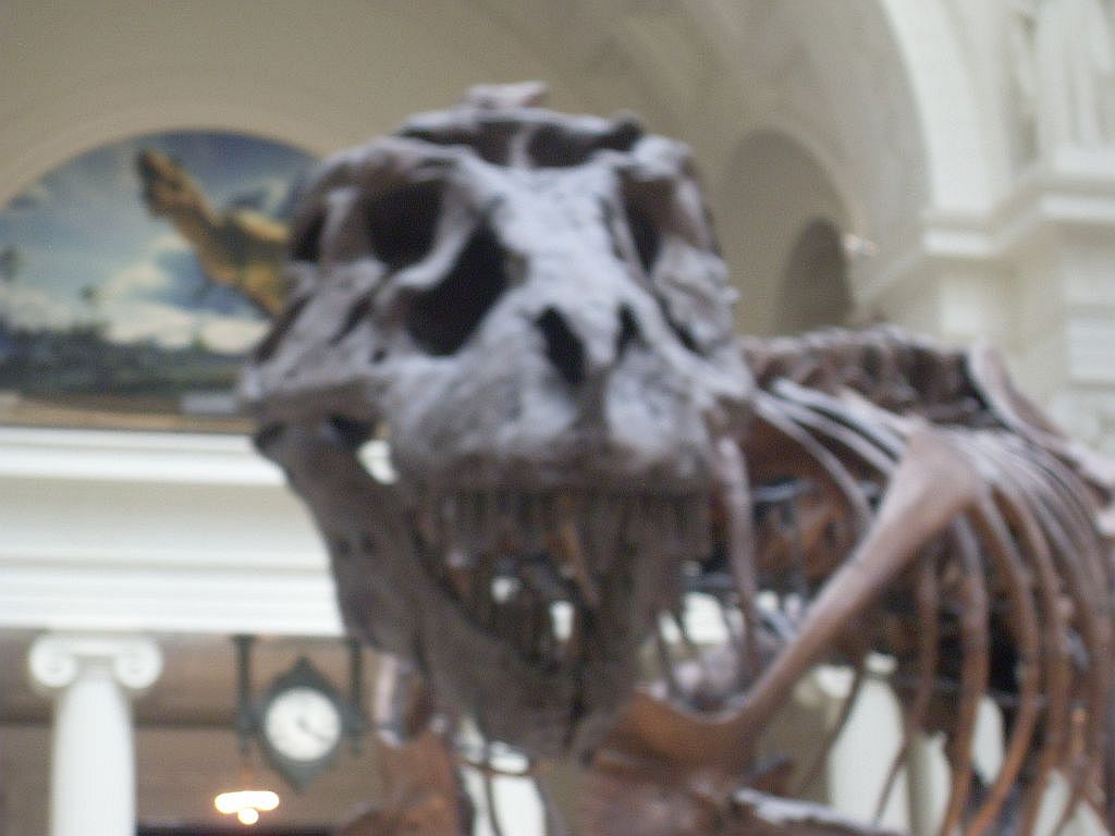 The Most Famous Fossil In The World? - General Fossil Discussion - The ...