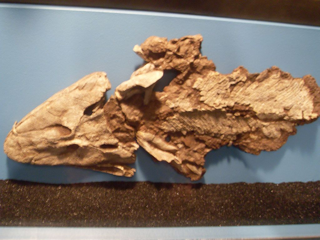 The Most Famous Fossil In The World? - General Fossil Discussion - The ...