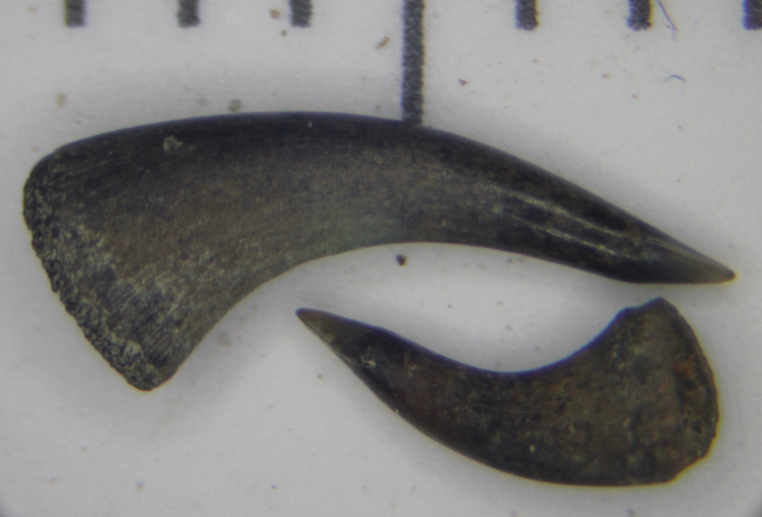 Stone City Formation - Fossil ID - The Fossil Forum