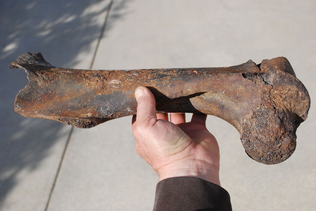 Fossilized Bone - Fossil ID - The Fossil Forum