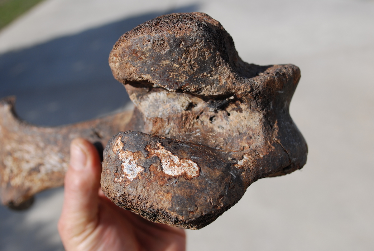 Fossilized Bone - Fossil ID - The Fossil Forum