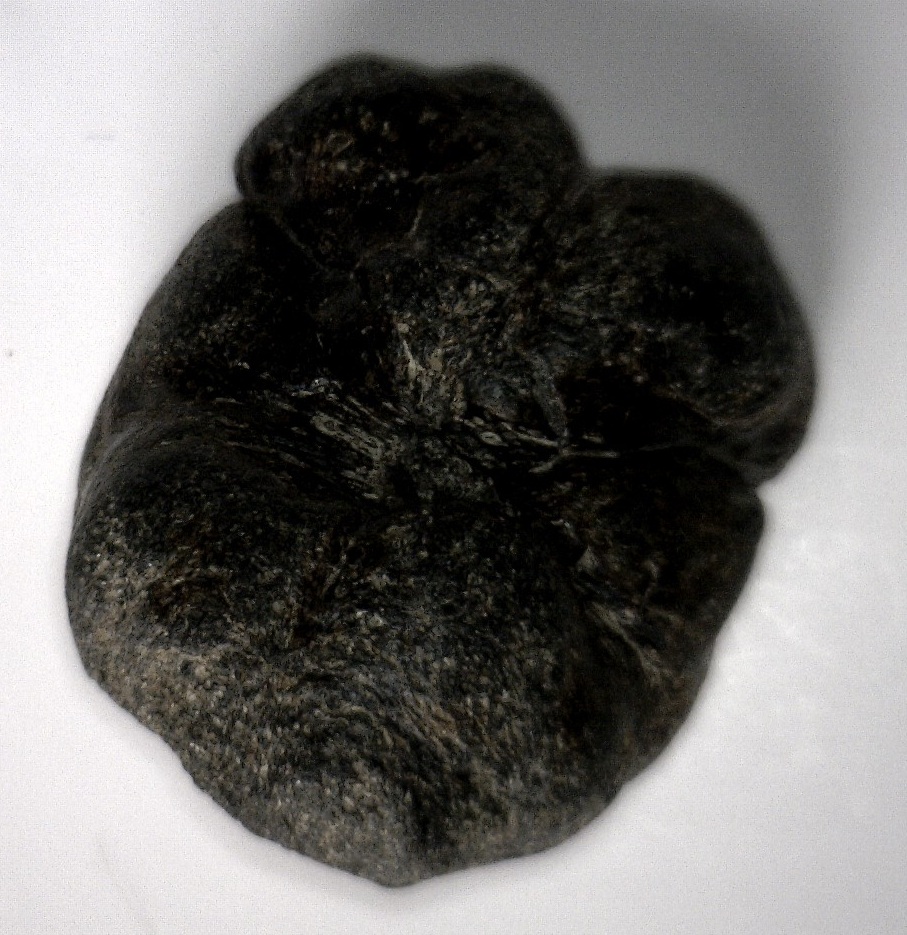 Fossil Nut? - Fossil ID - The Fossil Forum
