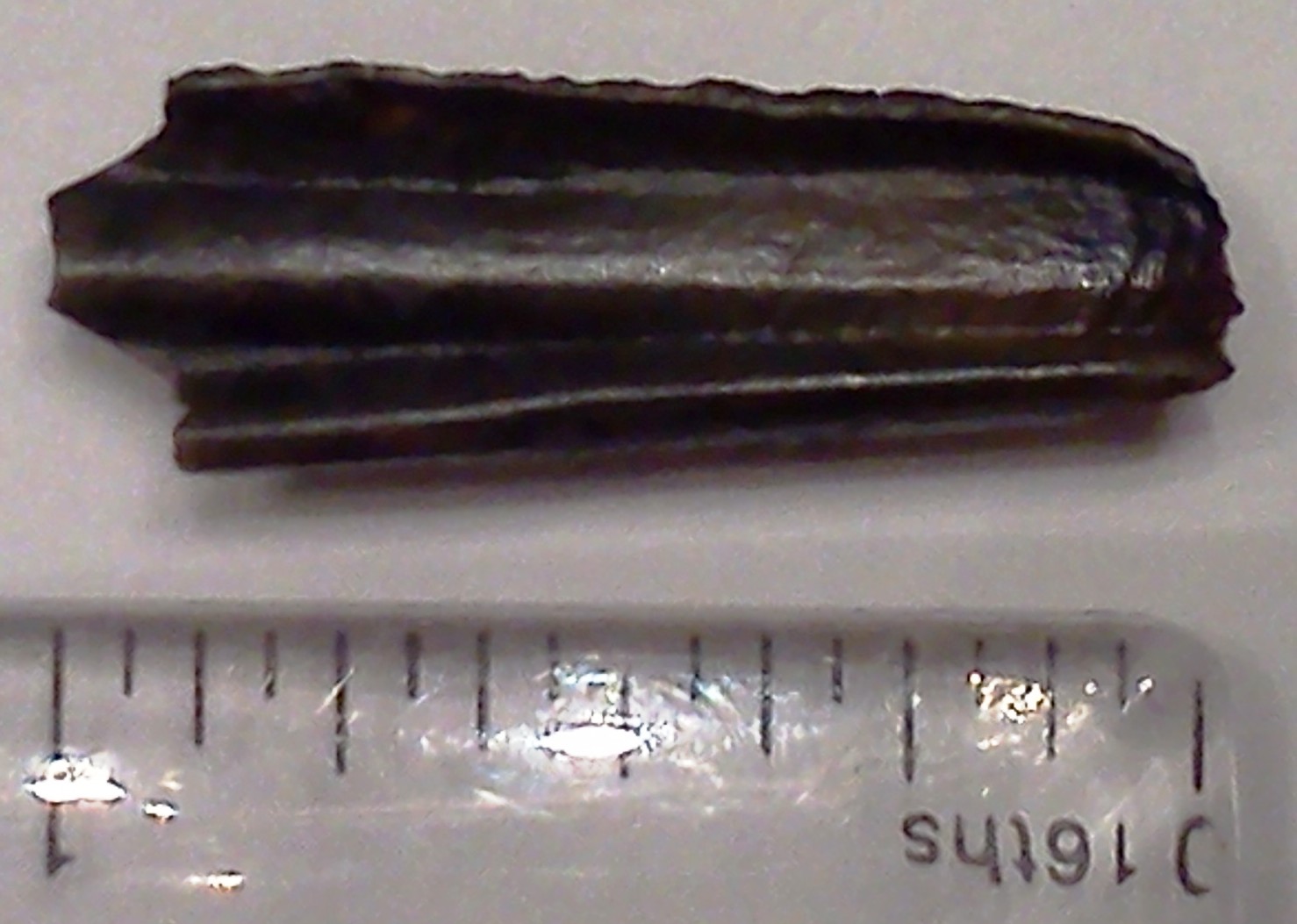 Very Small Ungulate Molar? - Fossil ID - The Fossil Forum