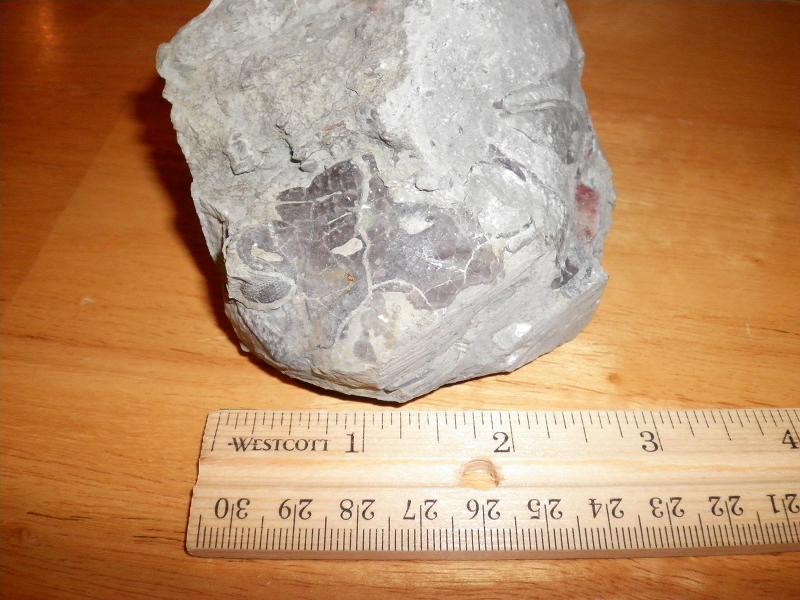 Big Trilobite Head? - Fossil ID - The Fossil Forum