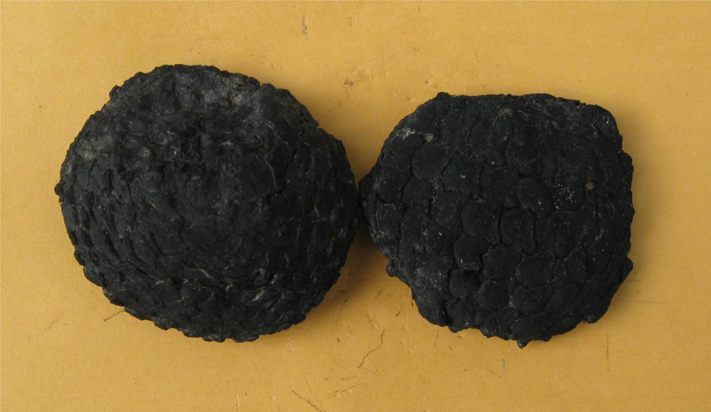 Preserving Lignite Fossils With Polyethylene Glycol - General Fossil ...