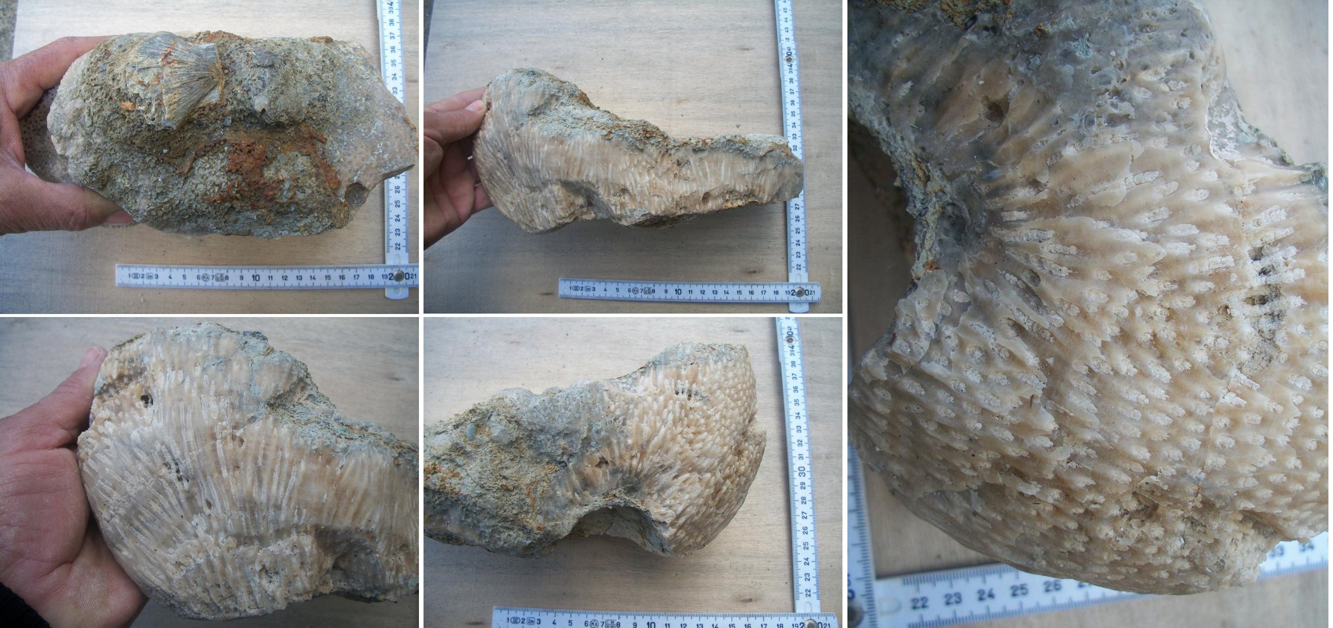 February 2011 Invertebrate / Plant Find Of The Month - Fossil of the ...