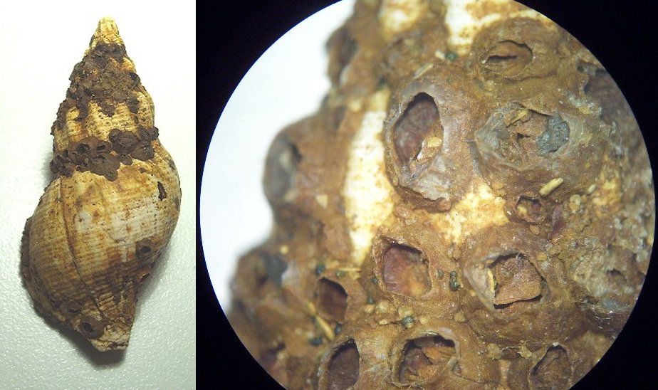 February 2011 Invertebrate / Plant Find Of The Month - Fossil of the ...
