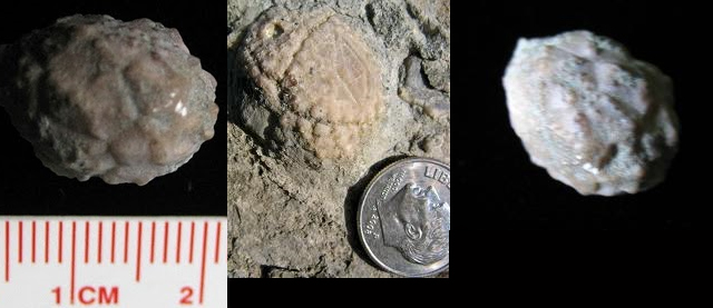 Unknown Fossil - Fruit, Egg Or Brachi - Fossil ID - The Fossil Forum