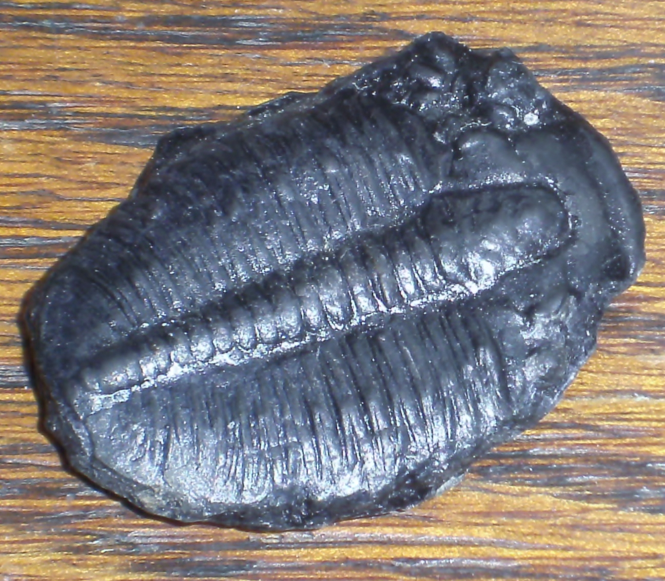 Can Anyone Help Me I.d. This - Fossil ID - The Fossil Forum