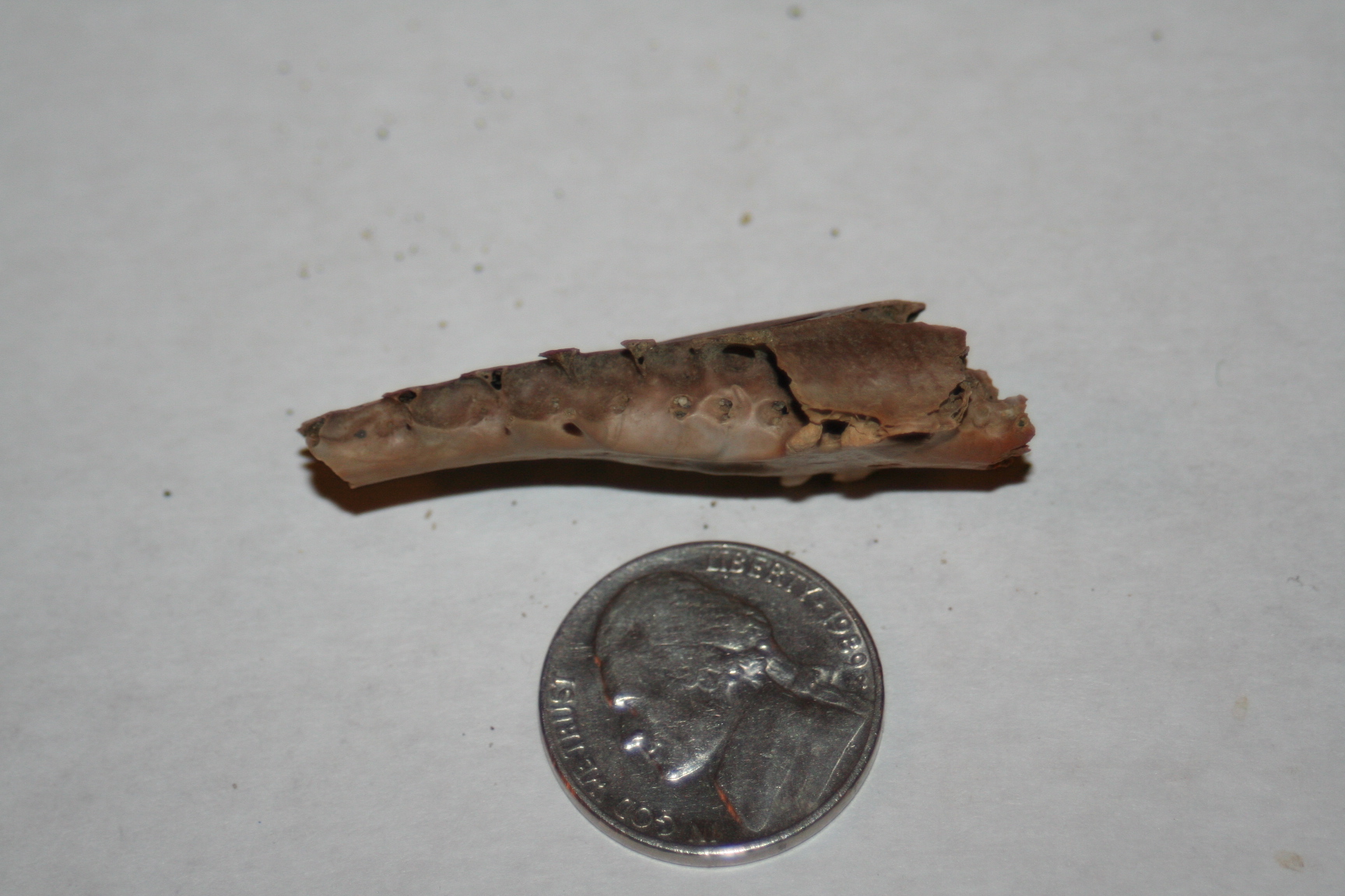 Pleistocene Fish Skull? - Fossil ID - The Fossil Forum