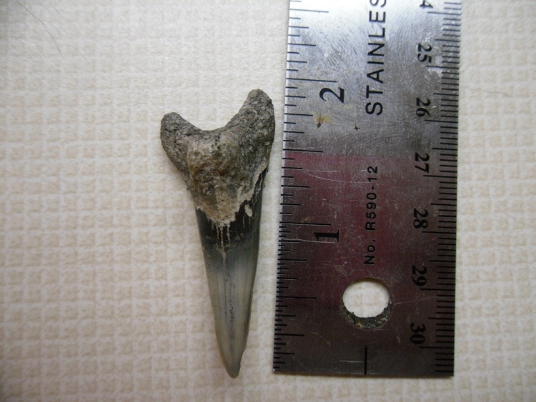 Nice Lower Hemi - Fossil Hunting Trips - The Fossil Forum