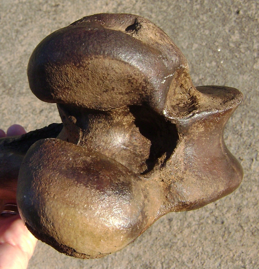 Fossilized Bone - Fossil ID - The Fossil Forum