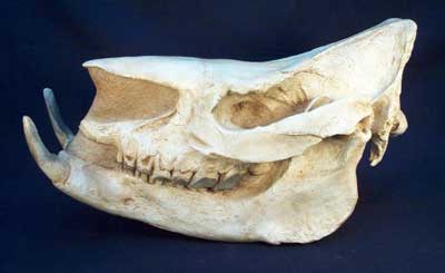 Partial Jaw - Fossil ID - The Fossil Forum