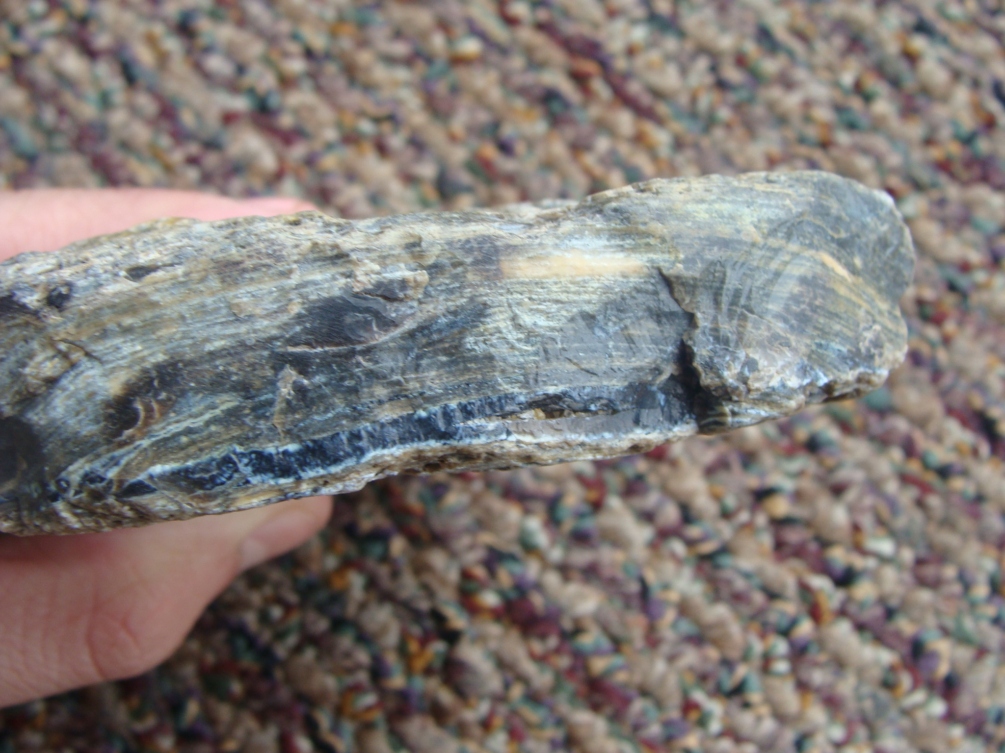 Oregon Coast Fossils! - Fossil ID - The Fossil Forum