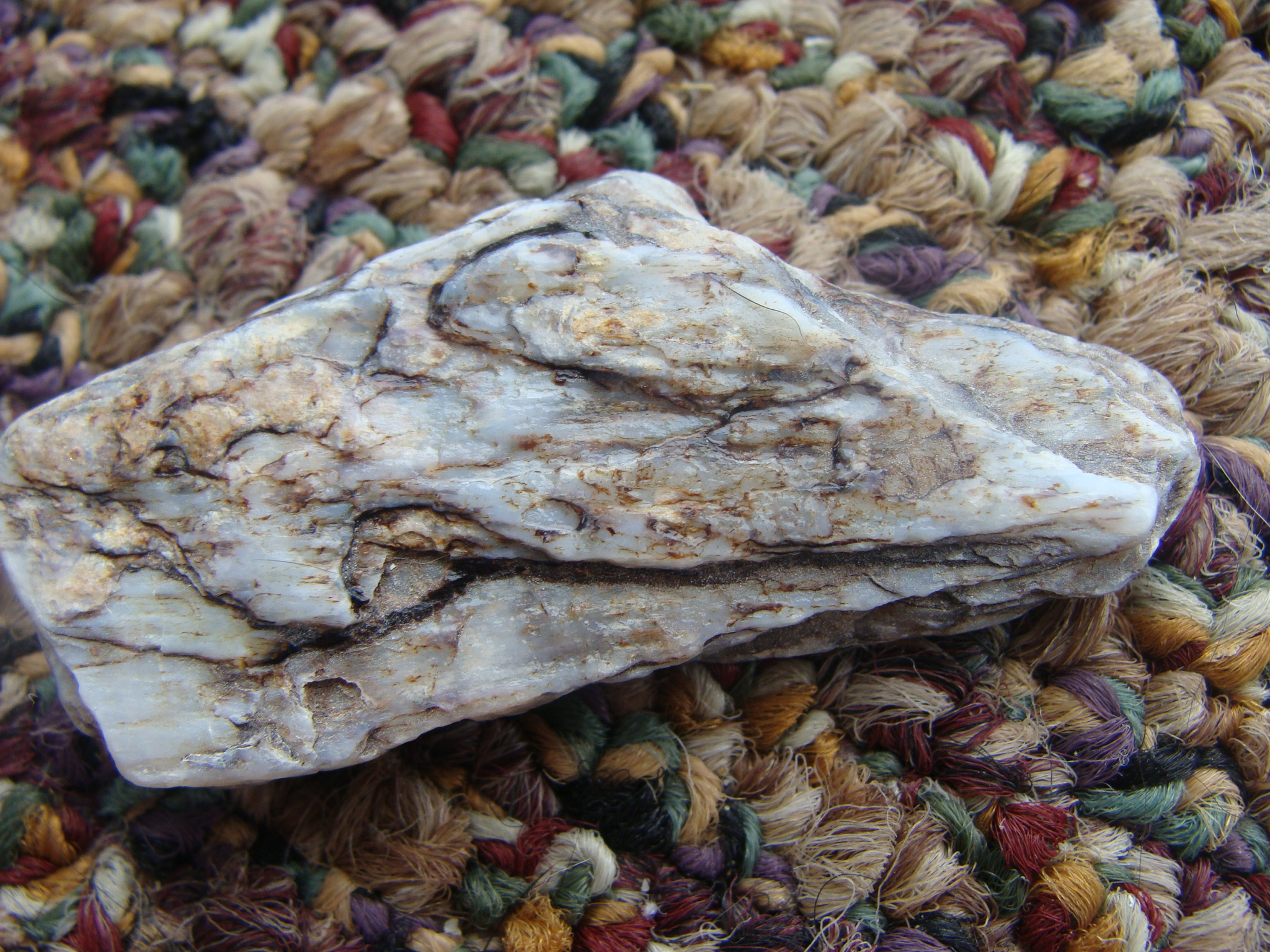 Oregon Coast Fossils! - Fossil ID - The Fossil Forum