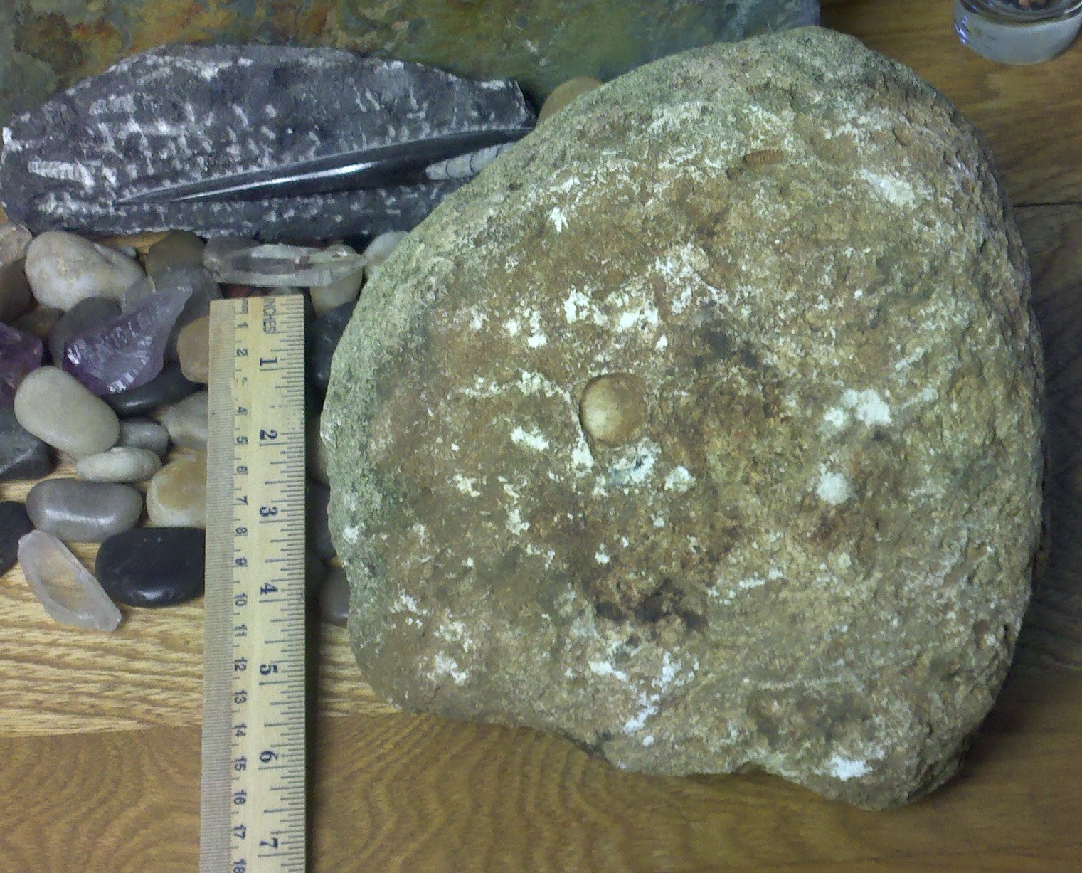 What Is This - Fossil ID - The Fossil Forum