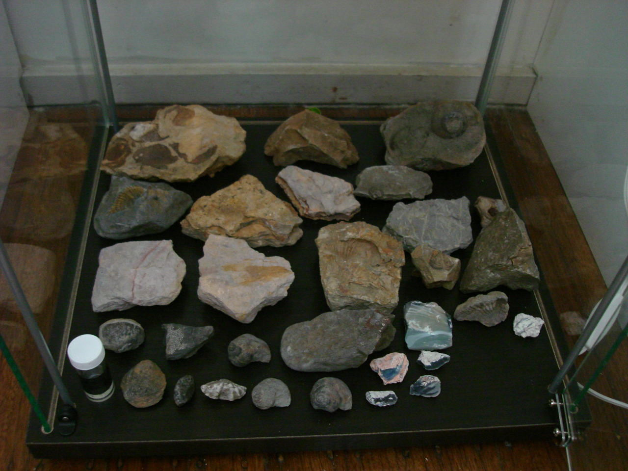 My Fossil Collection - Member Collections - The Fossil Forum