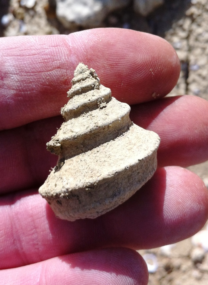 Cen Tex, Crinoid Cup - Fossil Hunting Trips - The Fossil Forum