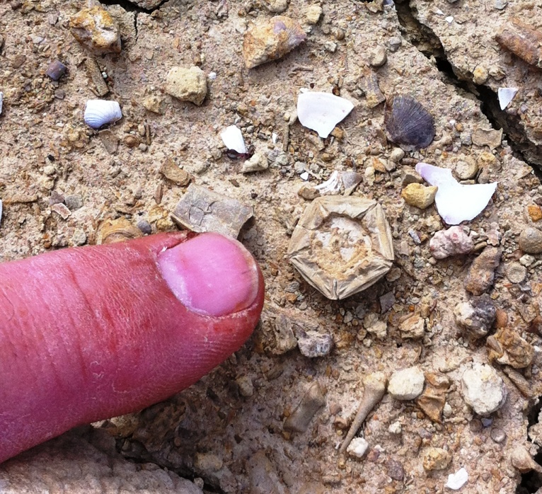 Cen Tex, Crinoid Cup - Fossil Hunting Trips - The Fossil Forum