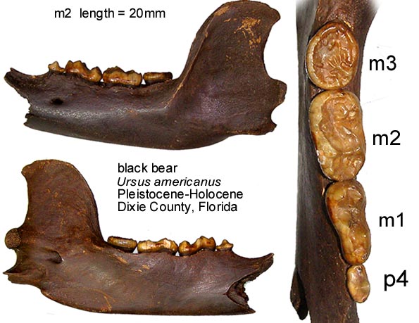 Small Mammal Tooth - Fossil ID - The Fossil Forum