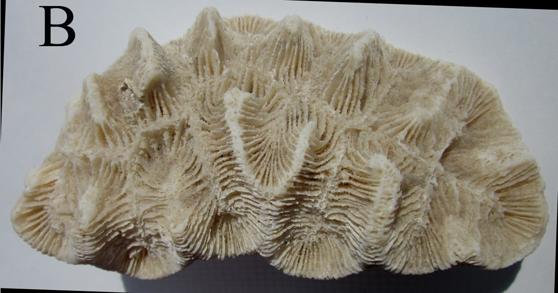 Three Corals - Fossil ID - The Fossil Forum