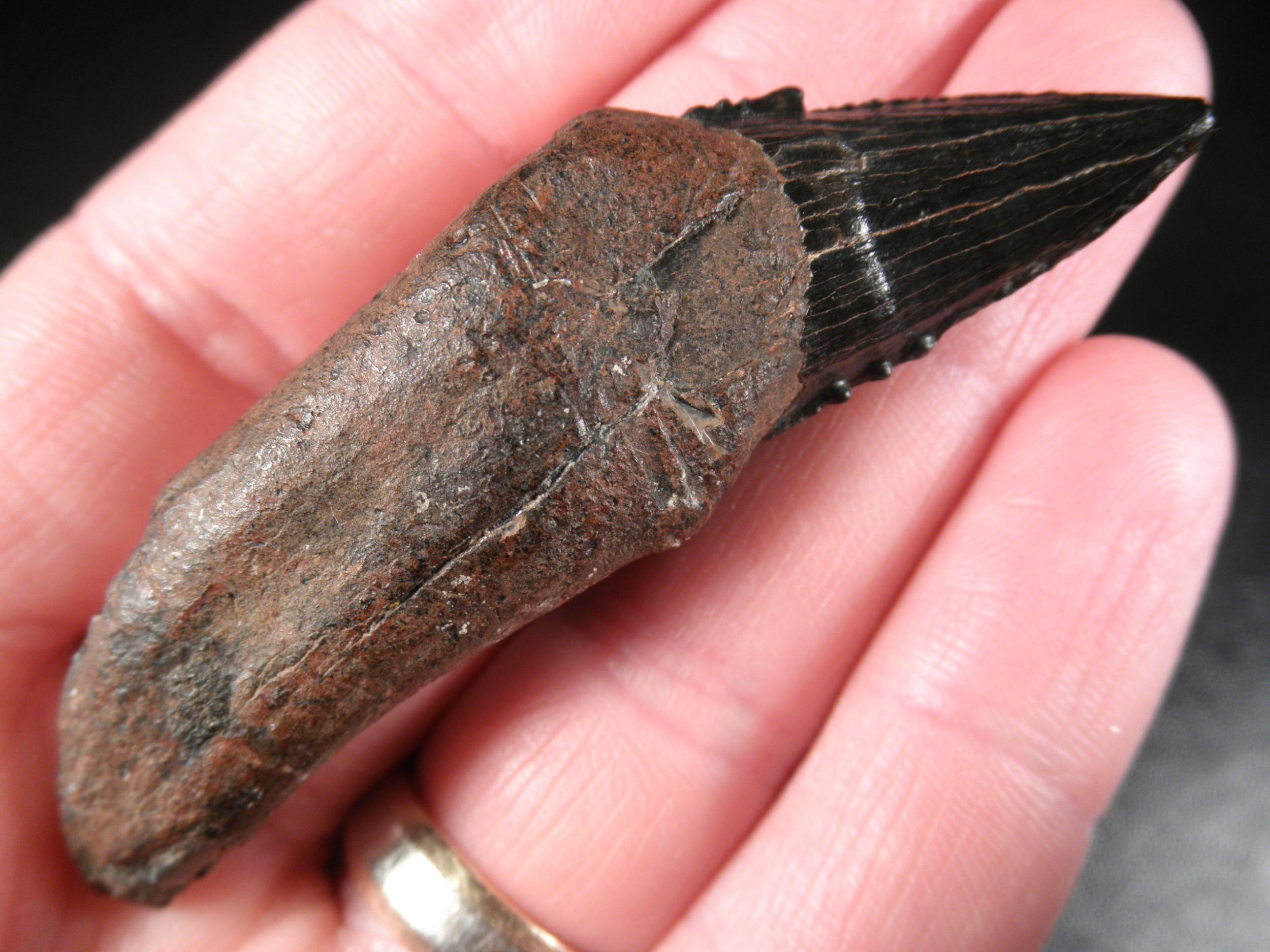 Squalodon? - Fossil ID - The Fossil Forum