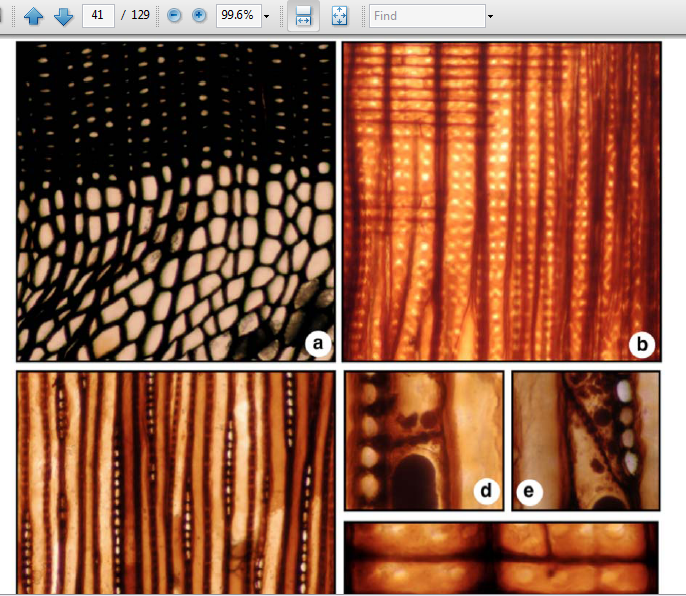Most Magnified Picture Of Petrified Wood - General Fossil Discussion ...