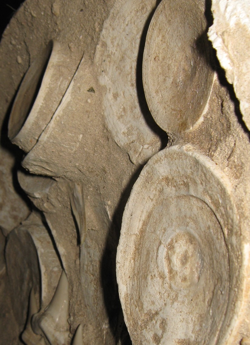 Big Prep Job - General Fossil Discussion - The Fossil Forum