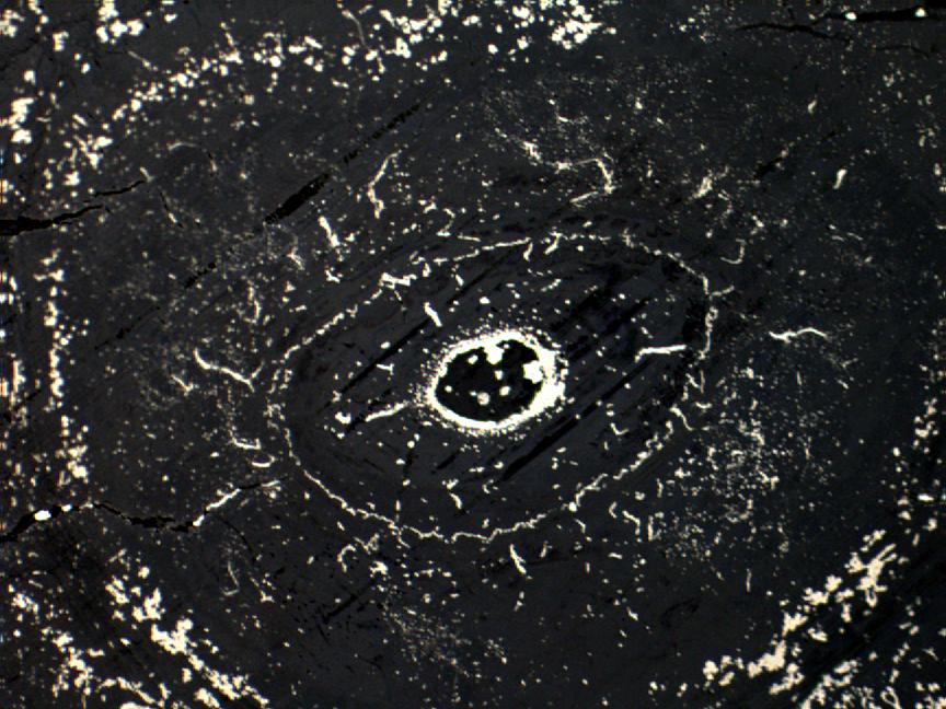 Most Magnified Picture Of Petrified Wood - General Fossil Discussion ...