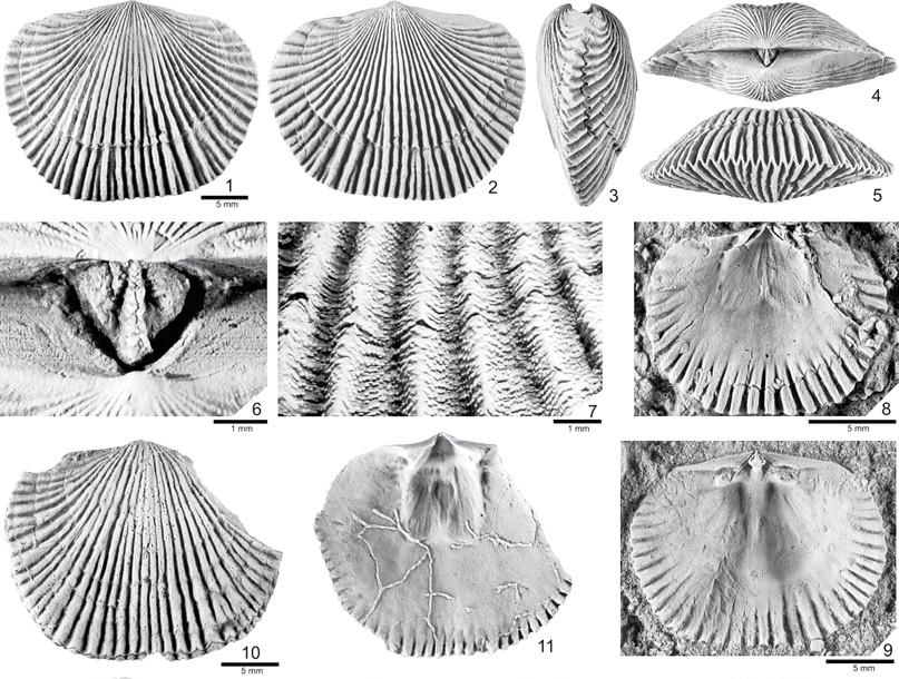 "gear"-Shaped Shell Identification (Jefferson County, Mo) - Fossil ID ...