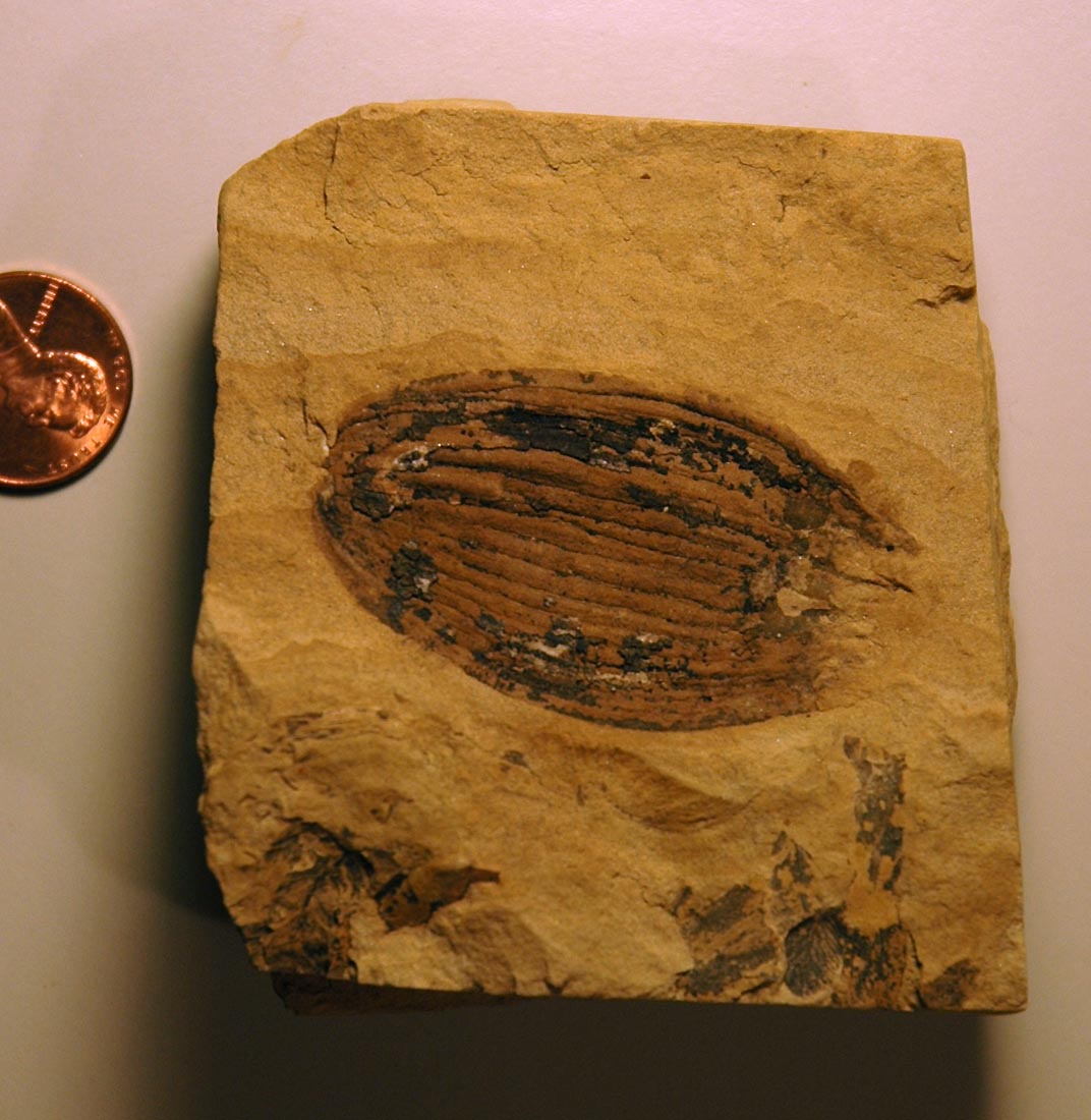 Show Off Your Seeds ! - Member Collections - The Fossil Forum