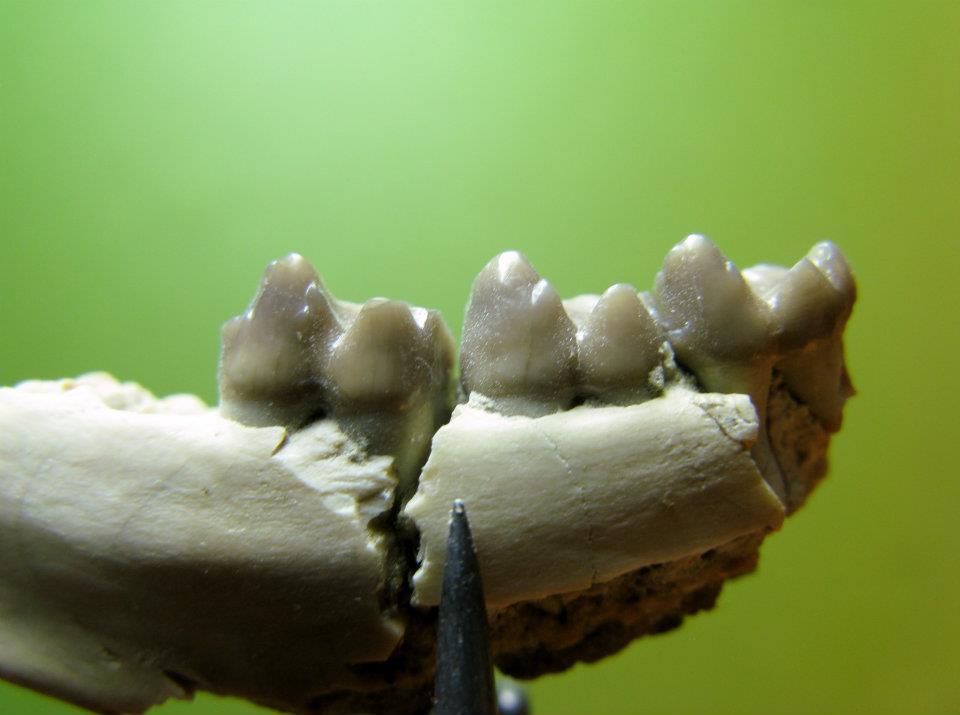 I Forgot Who This Oligocene Jaw Belonged To - Fossil ID - The Fossil Forum