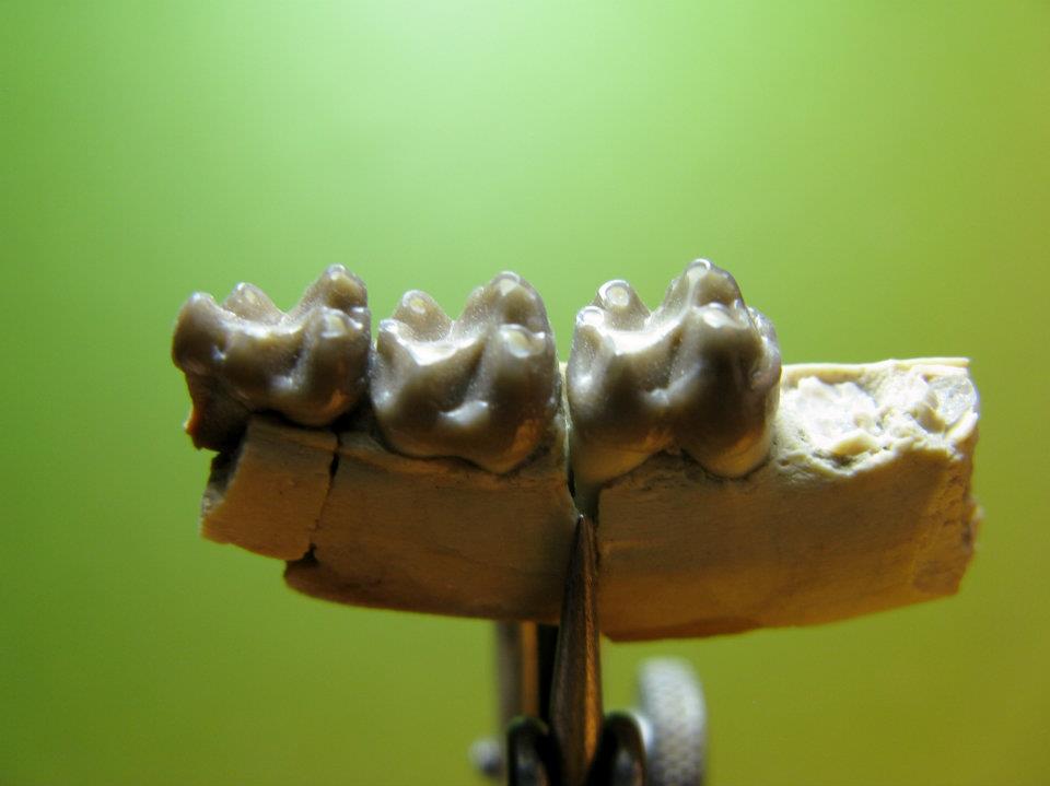 I Forgot Who This Oligocene Jaw Belonged To - Fossil ID - The Fossil Forum
