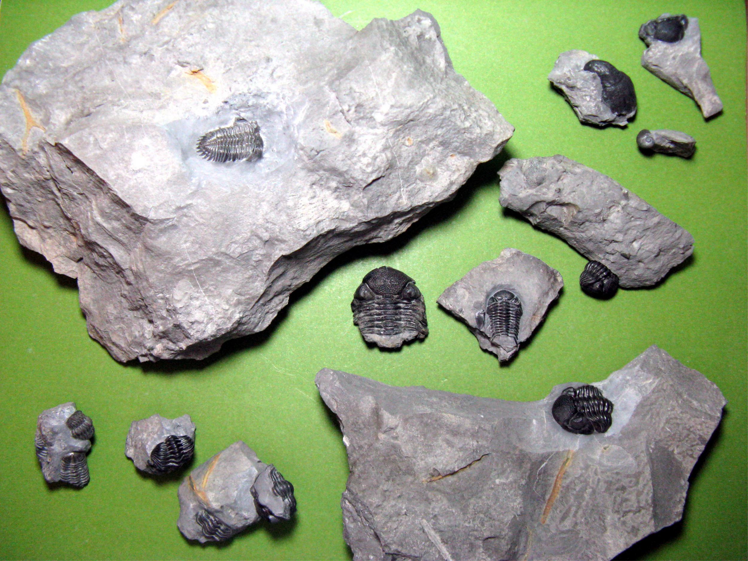 A Good Day Collecting - General Fossil Discussion - The Fossil Forum