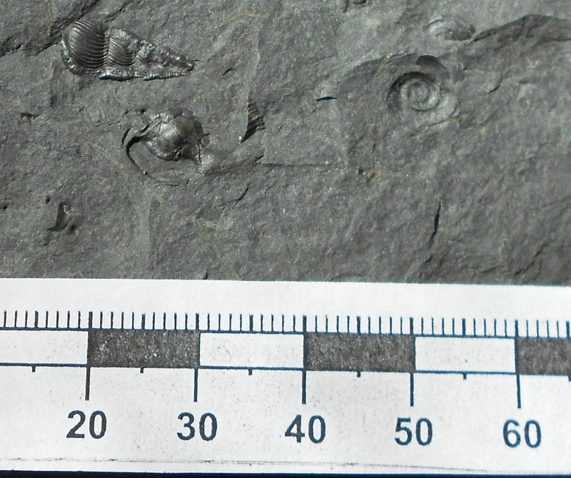 Middle Devonian Mysteries From Portland Point. - Fossil ID - The Fossil ...