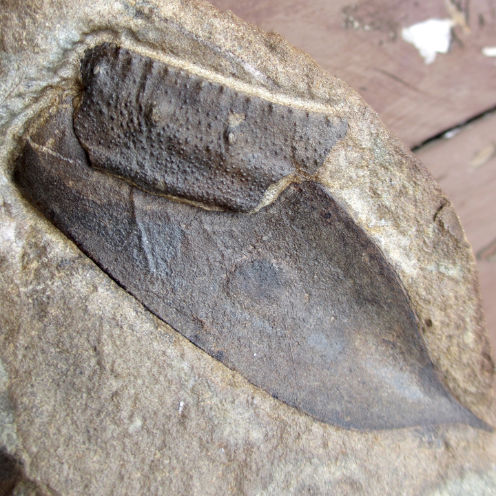 Arthropod? Insect? Agnathan Fish Part, Eurypterid Part? - Fossil ID ...